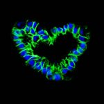 Application – IMPRS-IDI